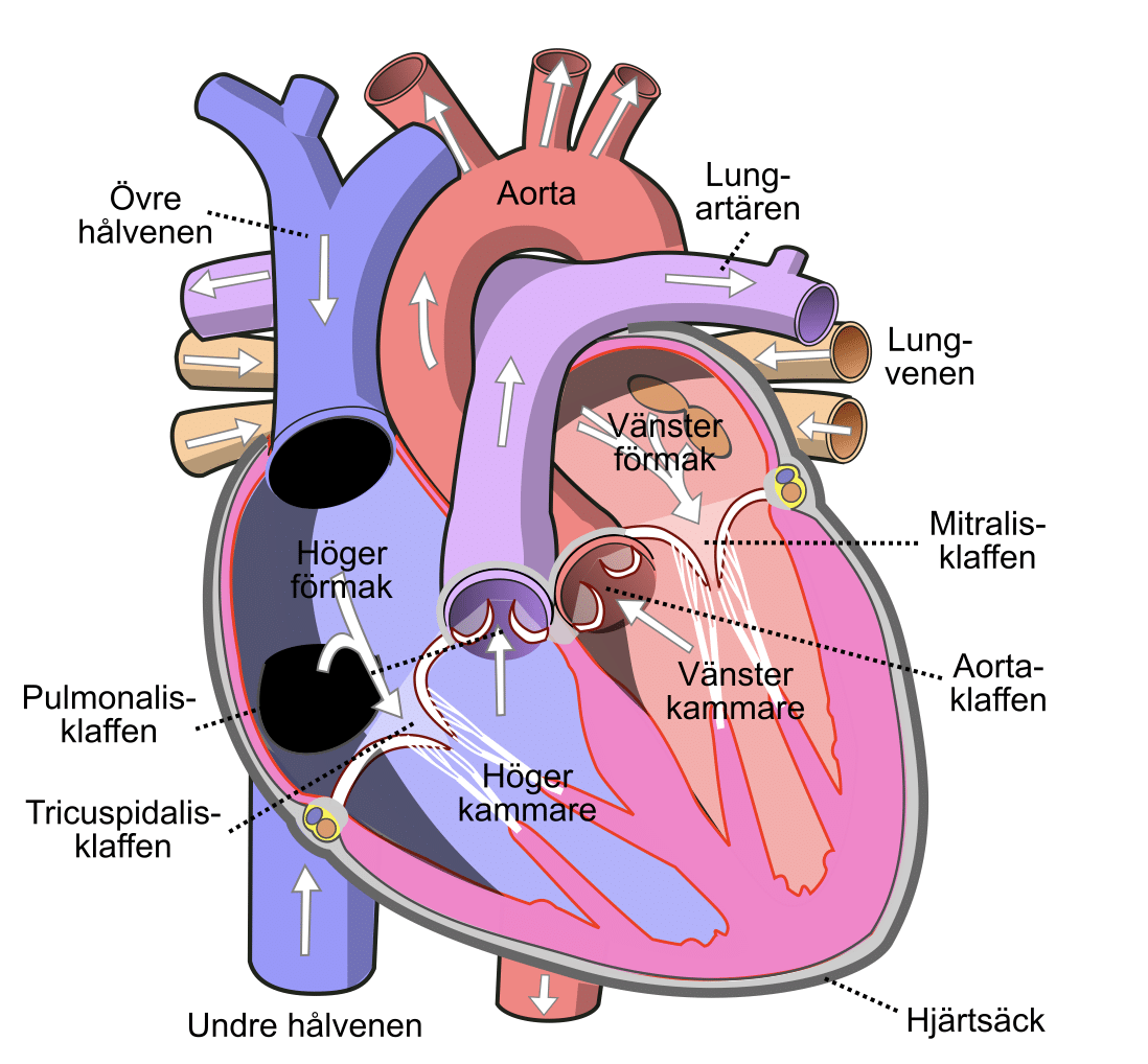 Mitralisinsufficiens - Kardiologi.se